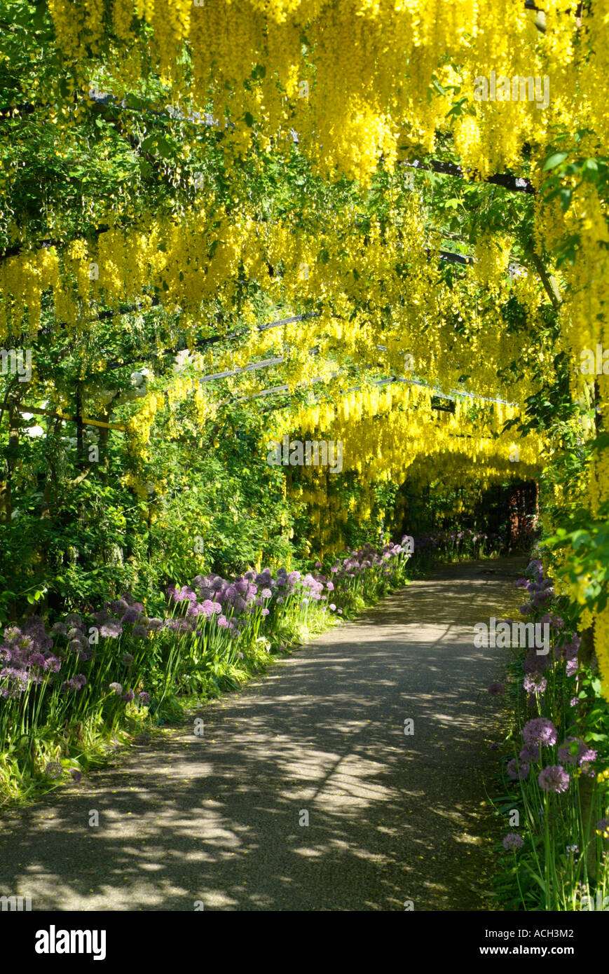 Laburnum arch, Hampton Court Palace Garden, Surrey, England, UK Stock ...