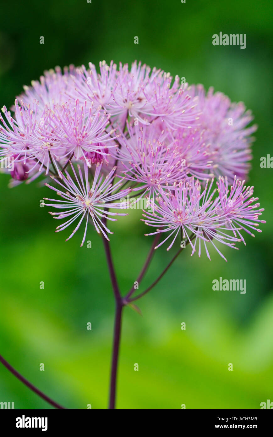 Purple melaleuca flower hi-res stock photography and images - Alamy