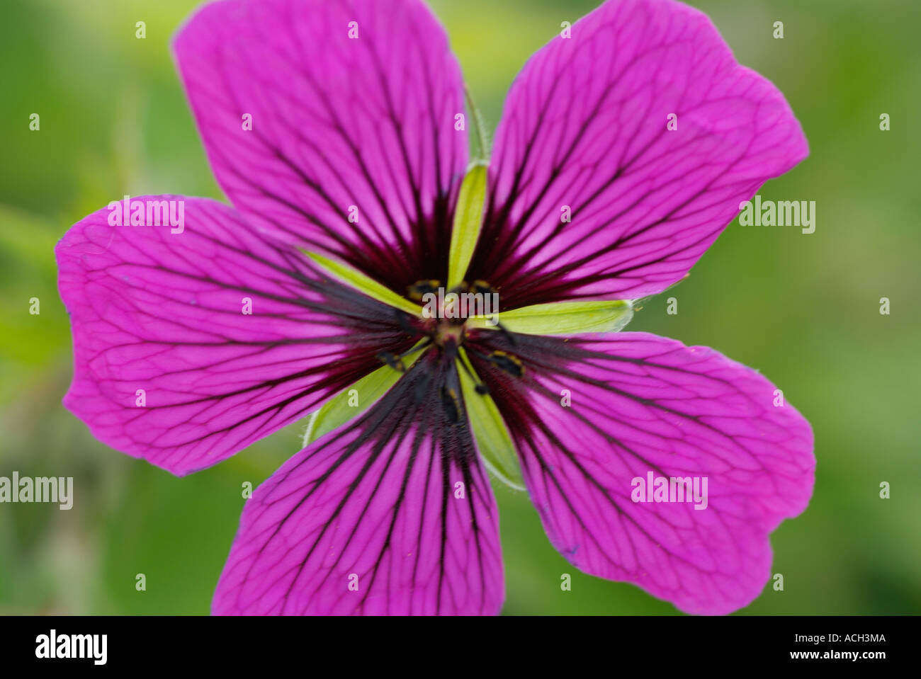 Pelargonium purple unique botanical hi-res stock photography and images ...