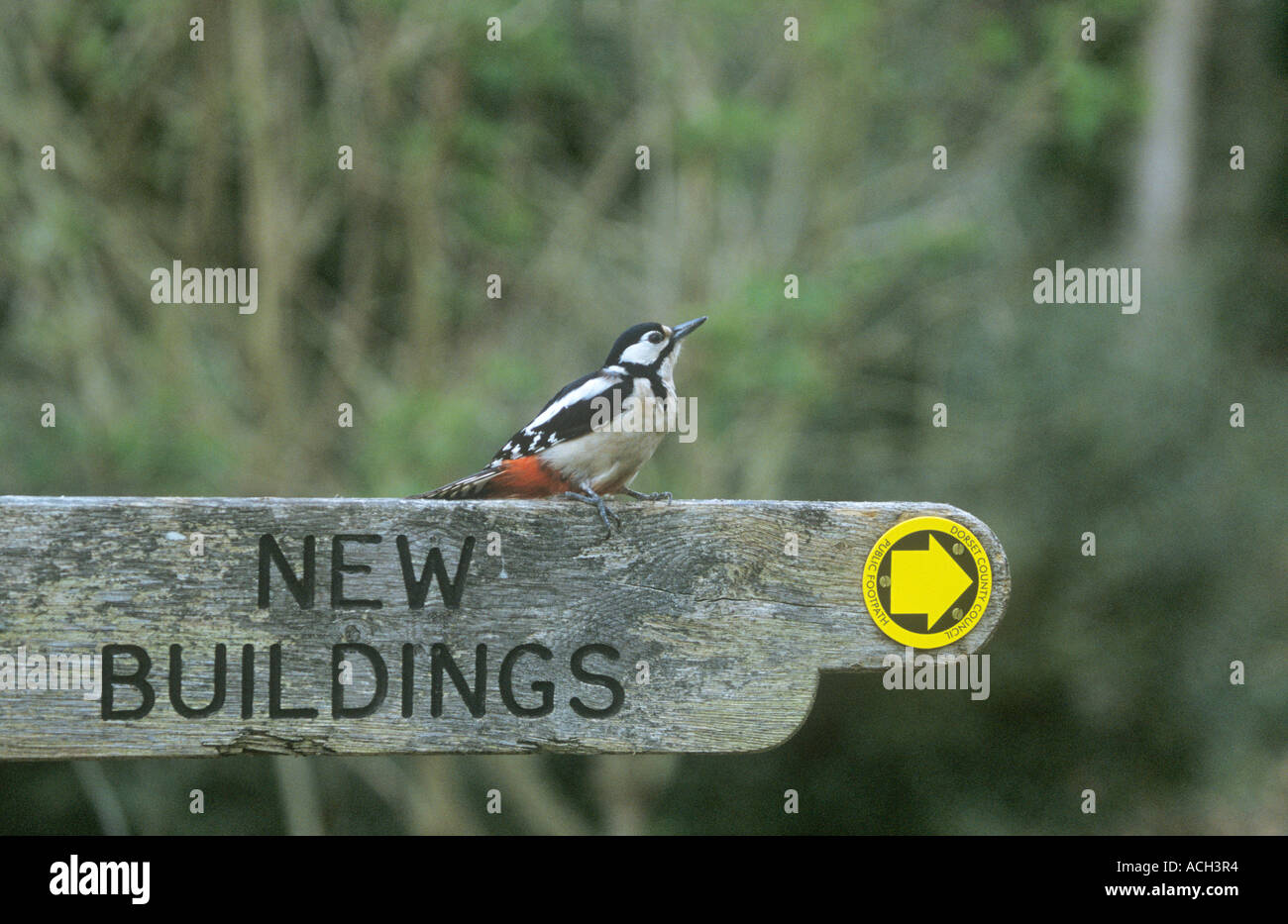 Great spotted woodpecker on footpath sign Stock Photo - Alamy