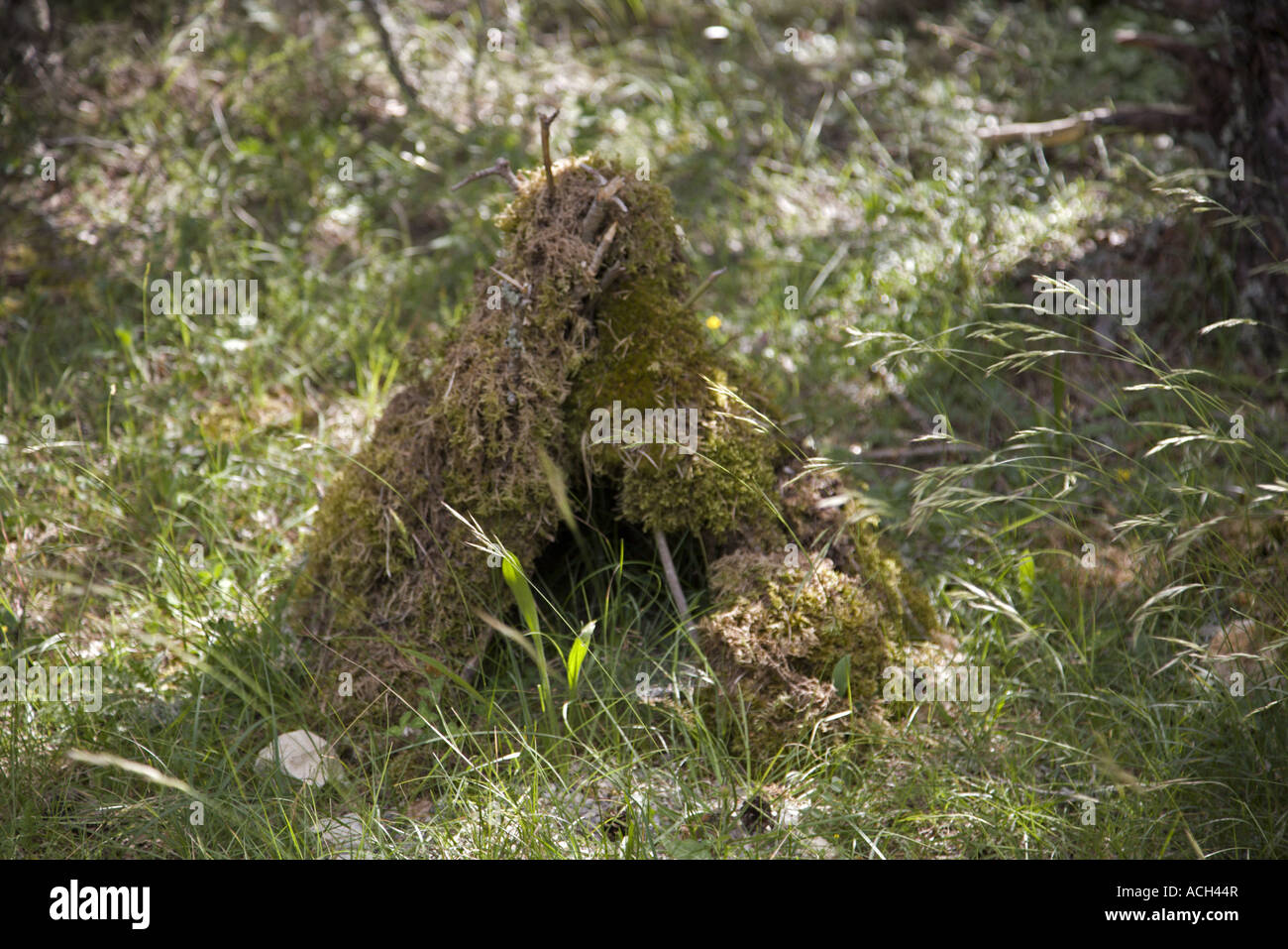 Goblin moss hi-res stock photography and images - Alamy