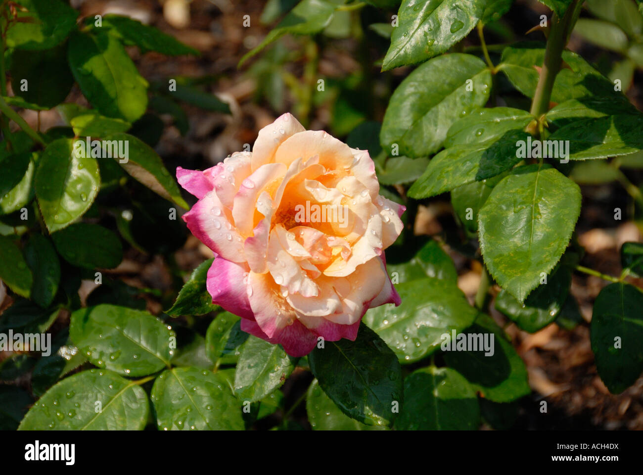 Broadway rose hi-res stock photography and images - Alamy