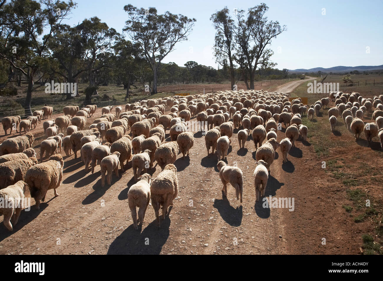 Sheep Muster near Carrieton South Flinders Ranges South Australia ...