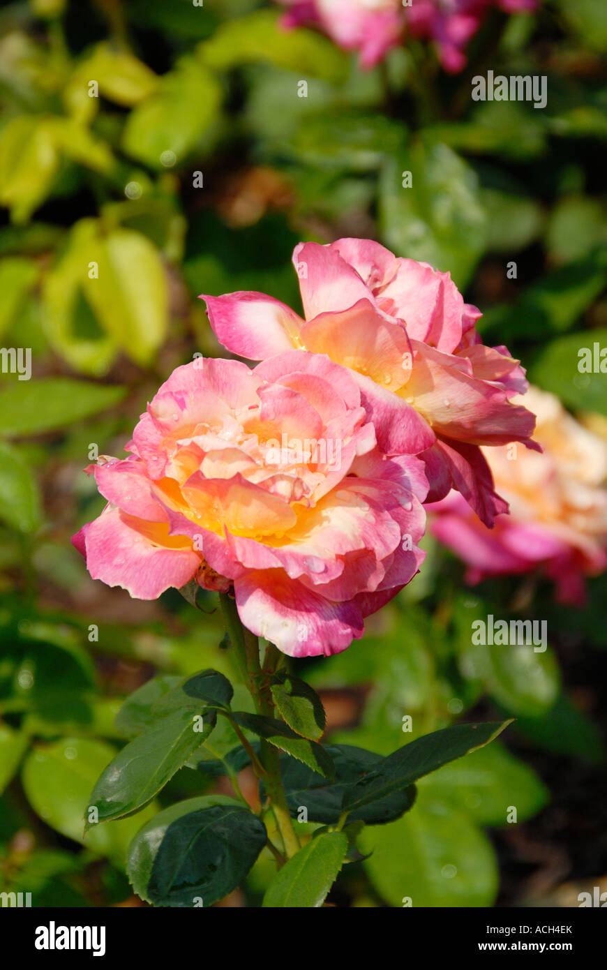 Broadway rose hi-res stock photography and images - Alamy