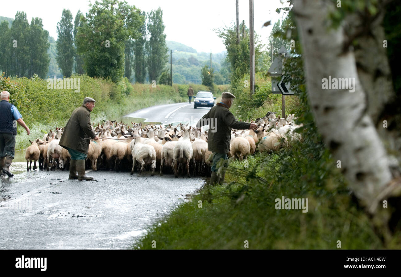 Shepherd driving sheep down road, Newnham Bridge, Worcestershire ...