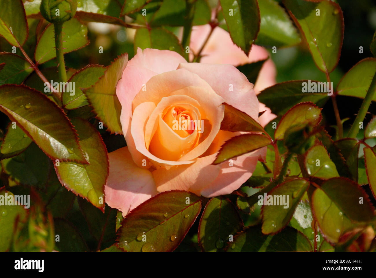 Day Breaker Rose Stock Photo - Alamy