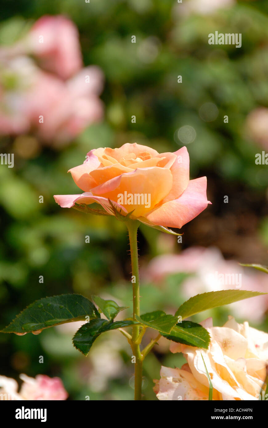 Day Breaker Rose Stock Photo - Alamy