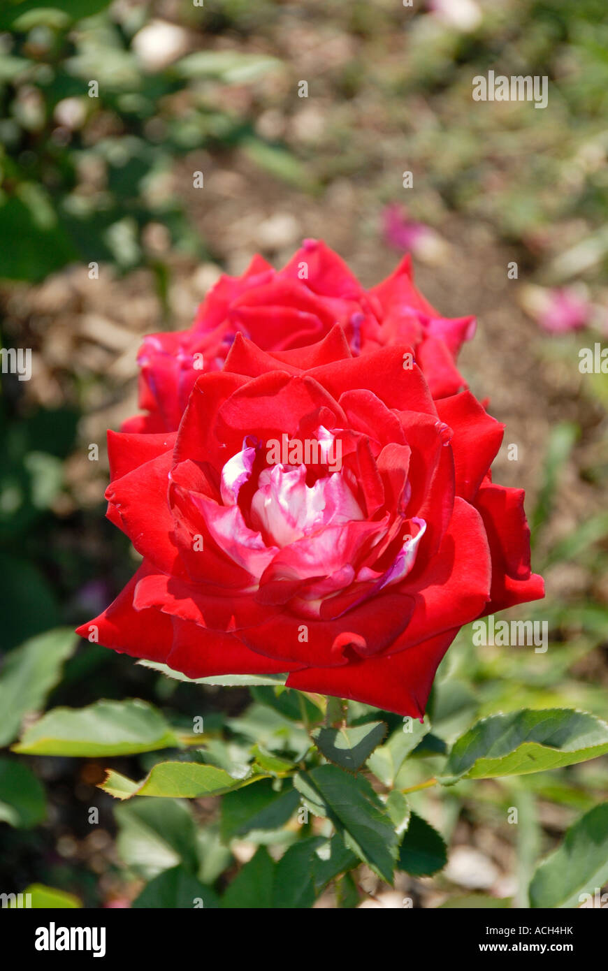 Snowfire hi-res stock photography and images - Alamy