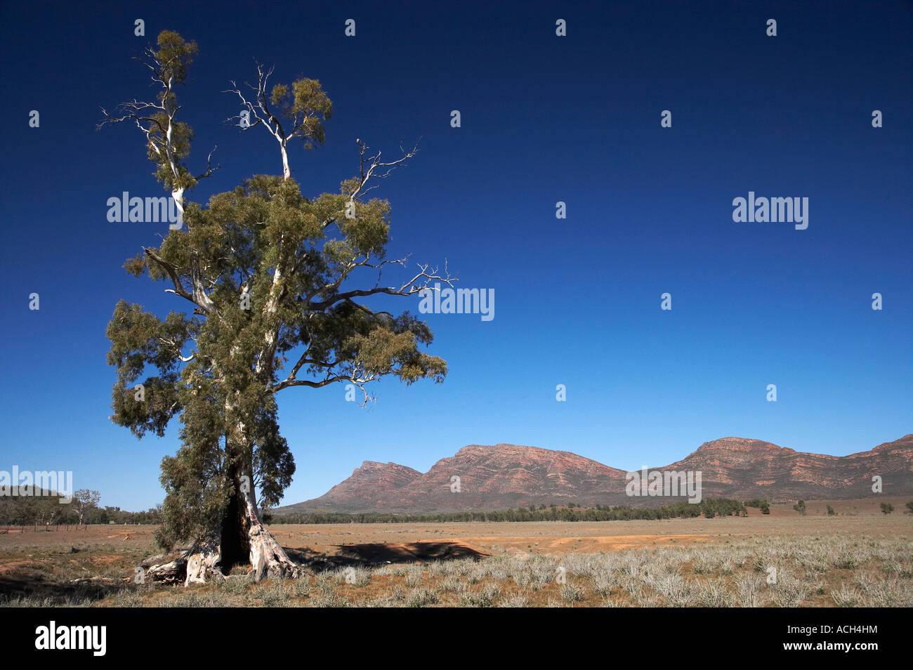 The Cazneaux Tree Flinders Ranges National Park South Flinders Ranges ...