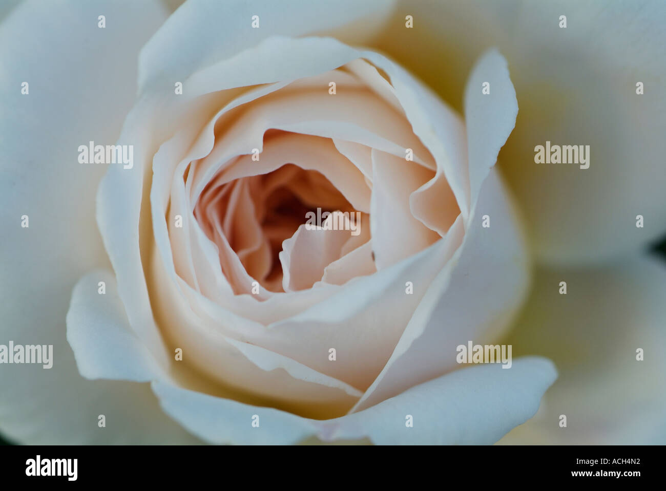Rosa "Crocus Rose AUSQUEST" rose Stock Photo - Alamy