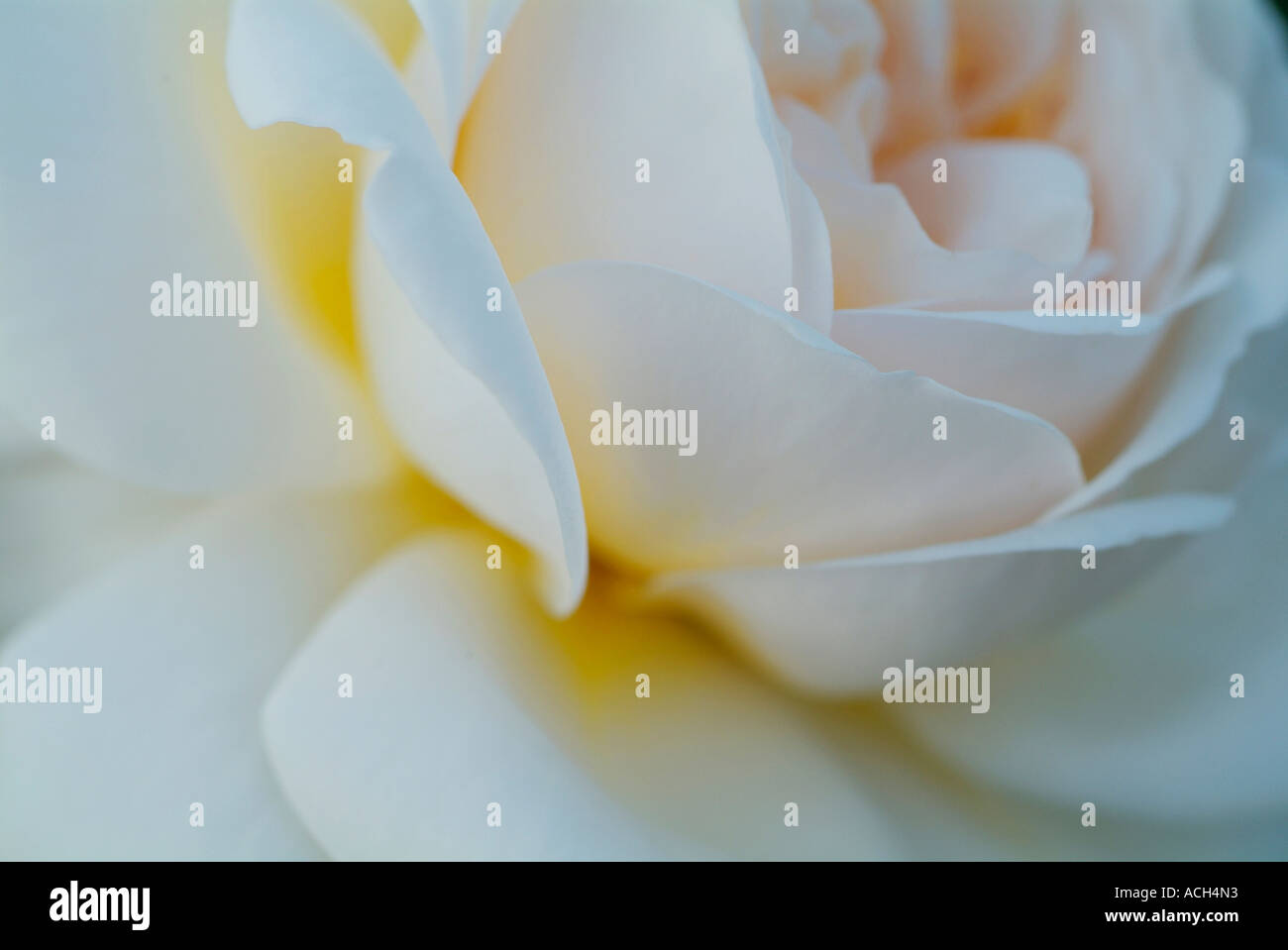 Rosa crocus rose ausquest rose hi-res stock photography and images - Alamy