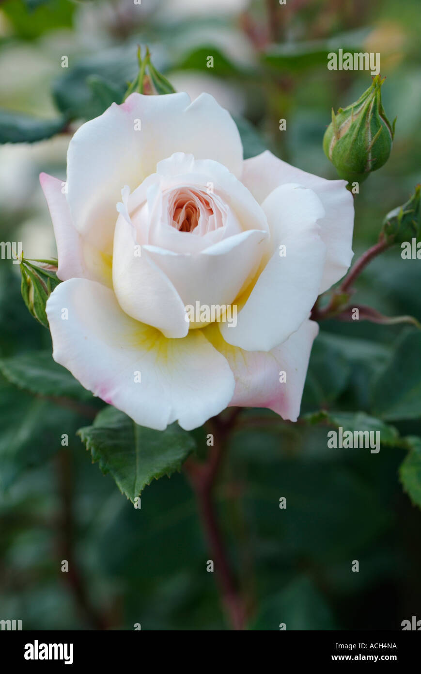 Rosa "Crocus Rose AUSQUEST Stock Photo - Alamy
