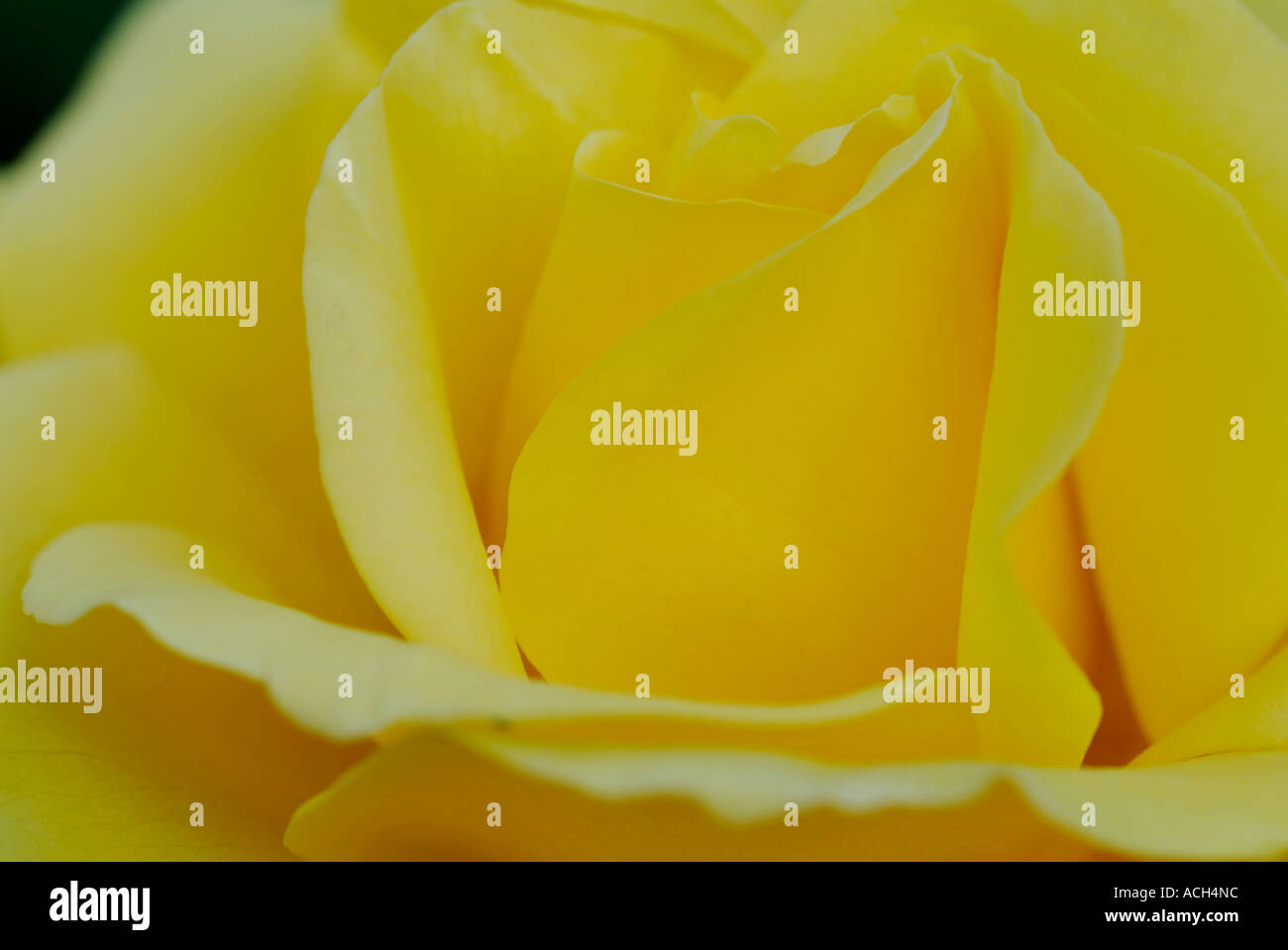 Rosa freedom rose hi-res stock photography and images - Alamy