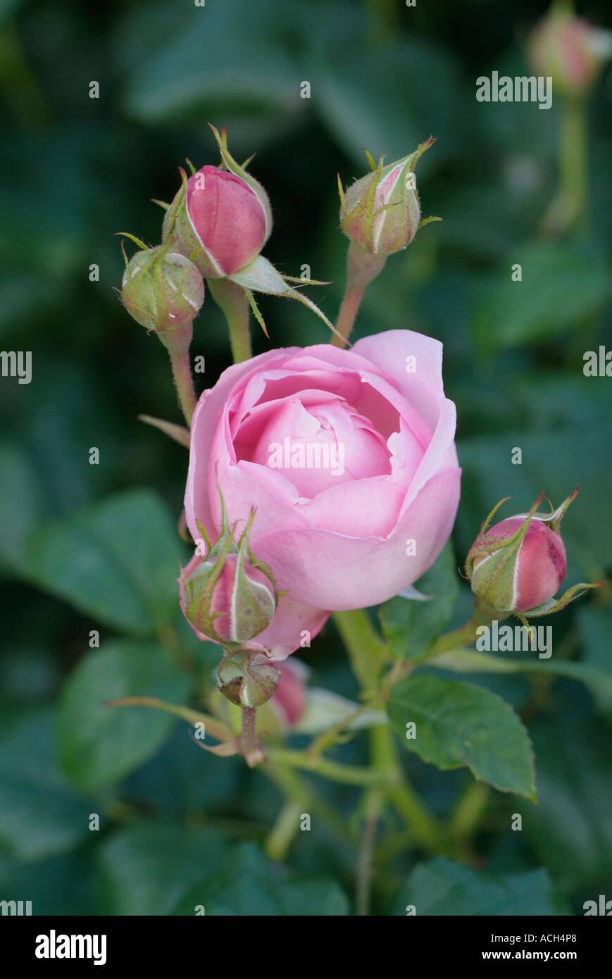 Rose scepterd isle hi-res stock photography and images - Alamy