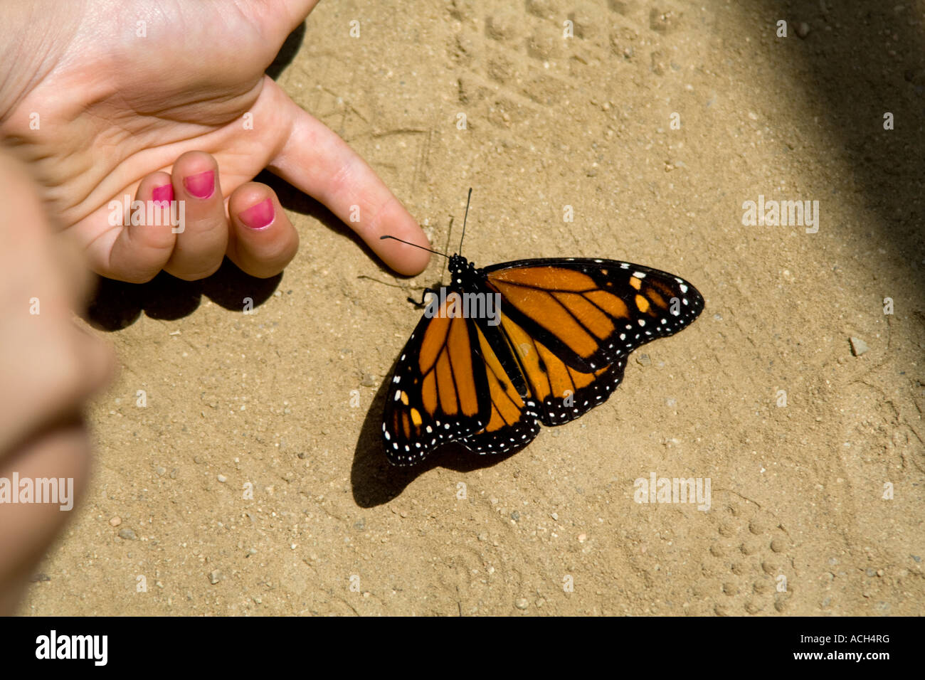 Girl's hand pointing to monarch butterfly on ground Stock Photo - Alamy