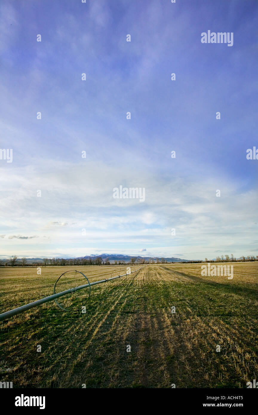 field in montana Stock Photo - Alamy