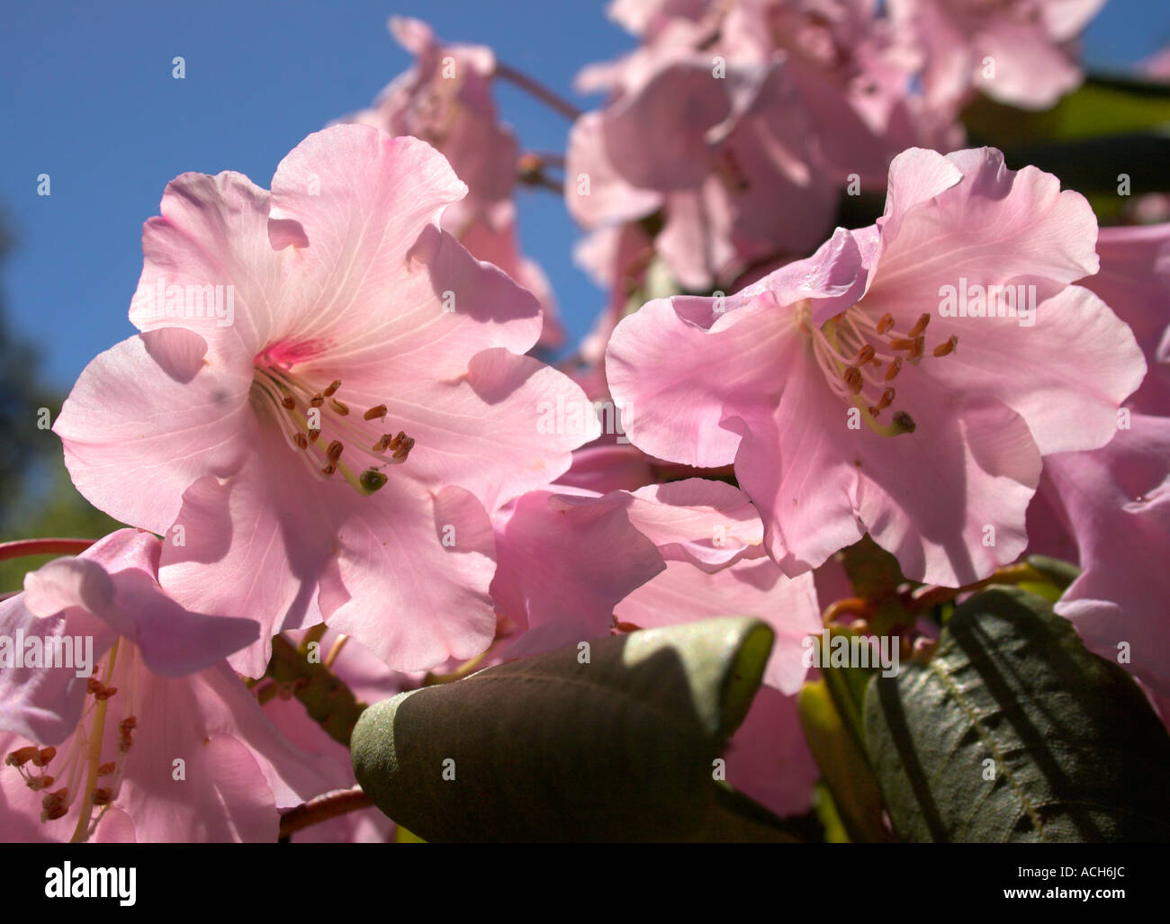 Hybrid Soft Pink Rhododendron Bush Stock Photo - Alamy
