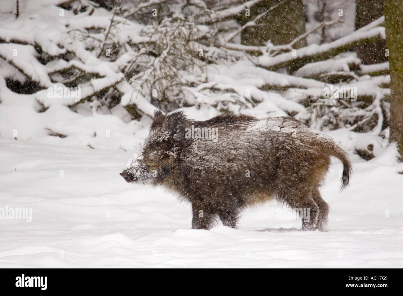 Wild boar with shotes in the snow hi-res stock photography and images ...