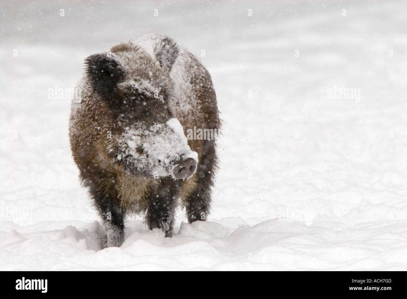 Wild boar with shotes in the snow hi-res stock photography and images ...