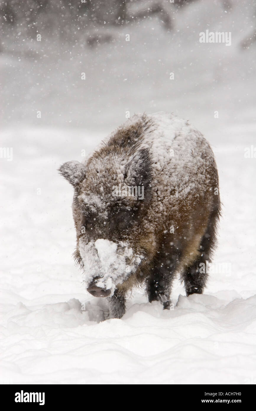 Wild boar in snow, Sus scrofa Stock Photo - Alamy