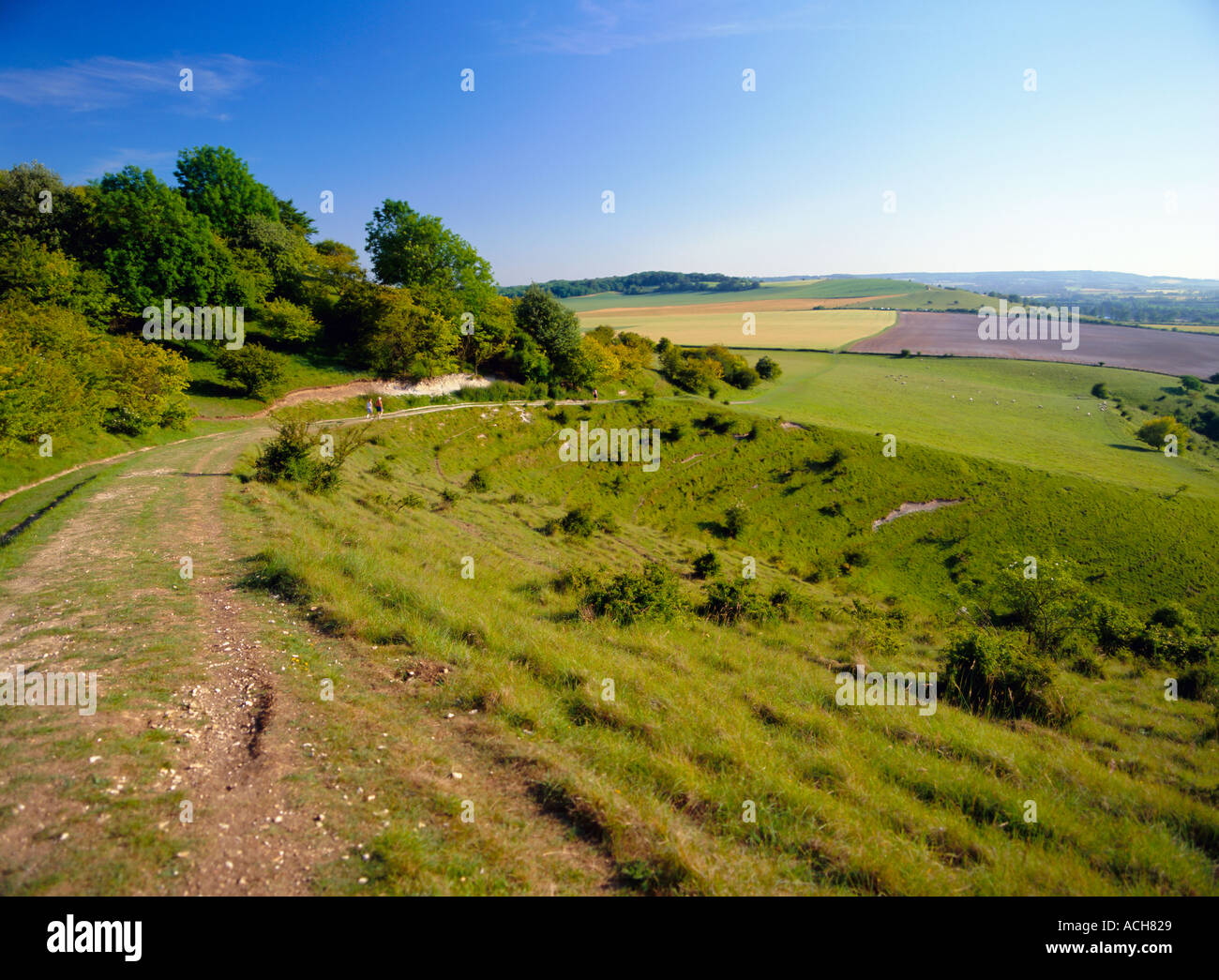 The Ridgeway Path between Steps Hill and Pitstone Hill Chilterns ...