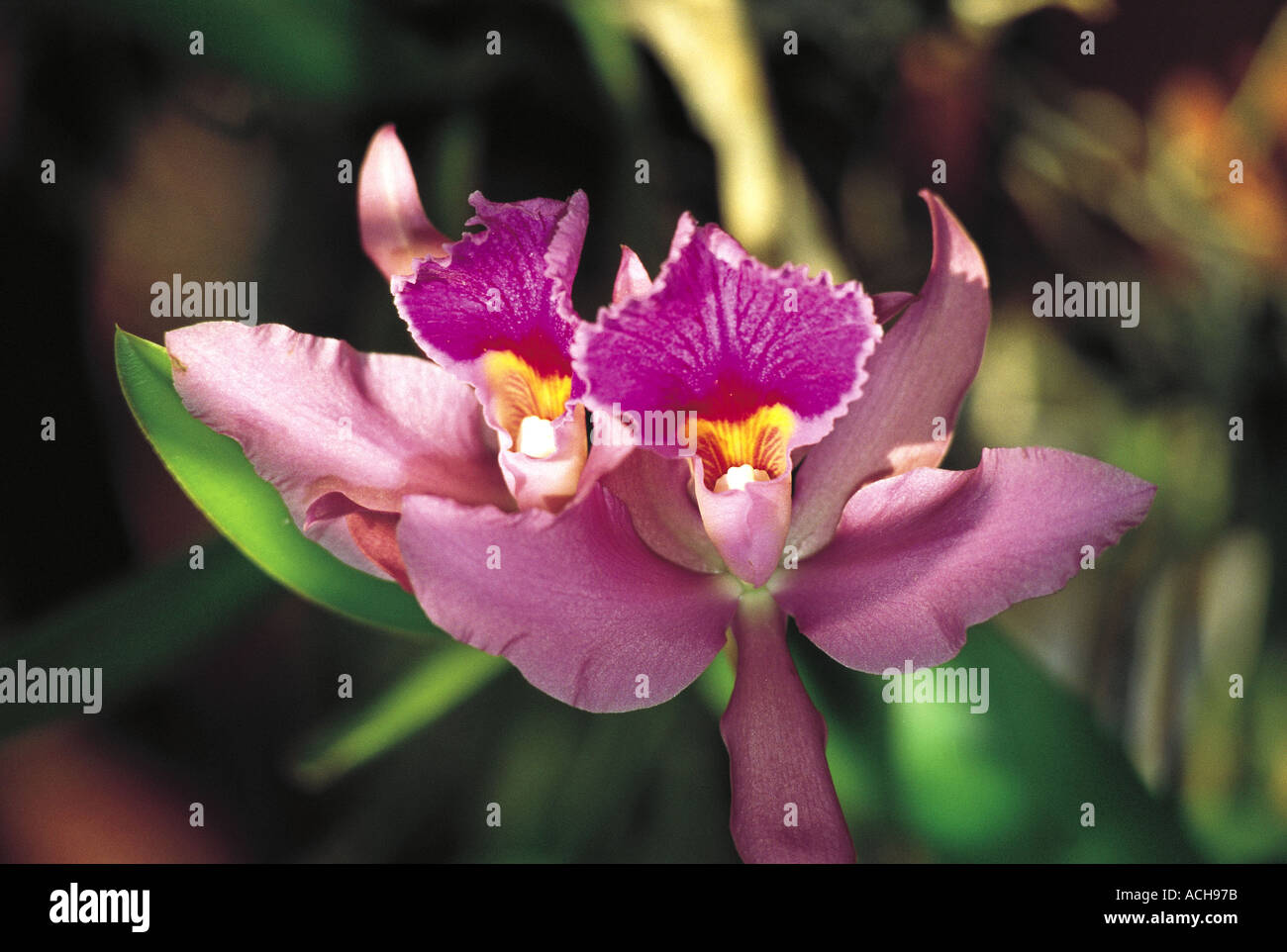 Indian tropical orchids hi-res stock photography and images - Alamy