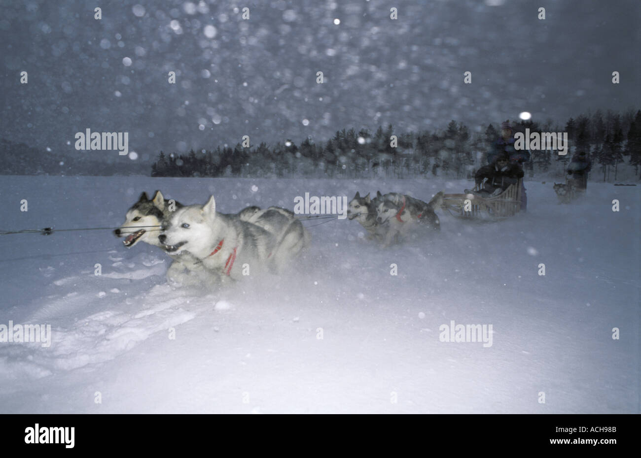 Small mammals of north america hi-res stock photography and images - Alamy