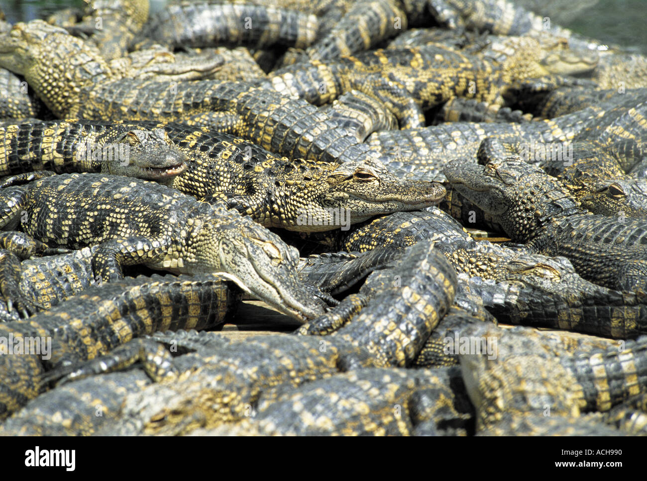 Breeding of alligators hi-res stock photography and images - Alamy