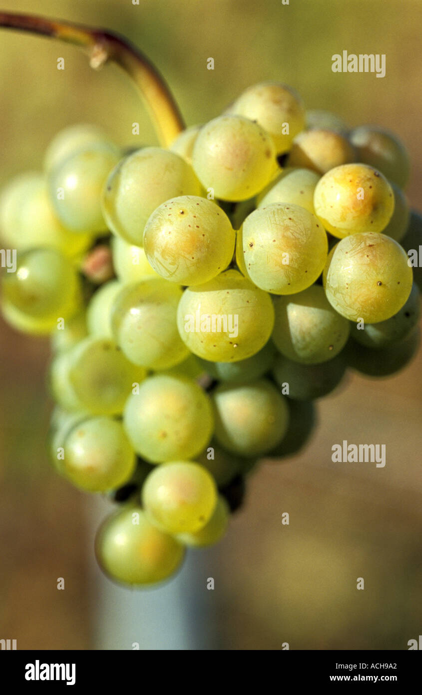 Chardonnay colour hi-res stock photography and images - Alamy