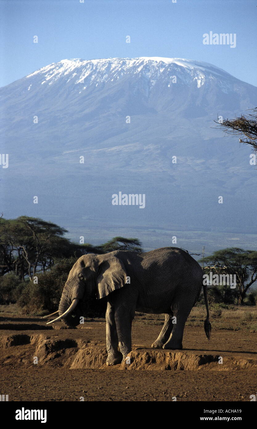Elephant Amboseli National Park and Mount Kilimanjaro Kenya East Africa ...