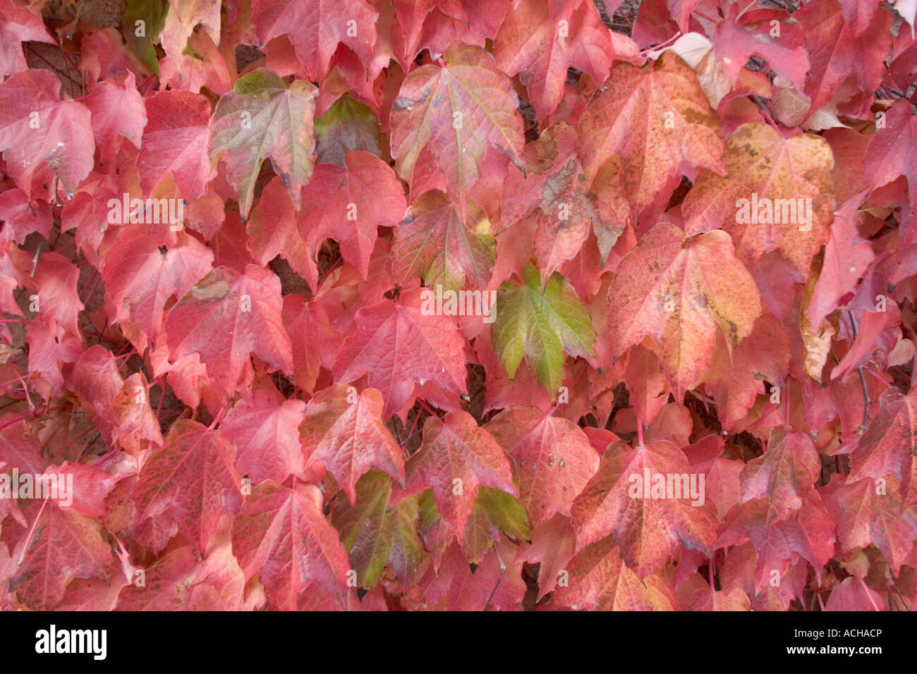 climbing ivy in autumn colour Stock Photo - Alamy