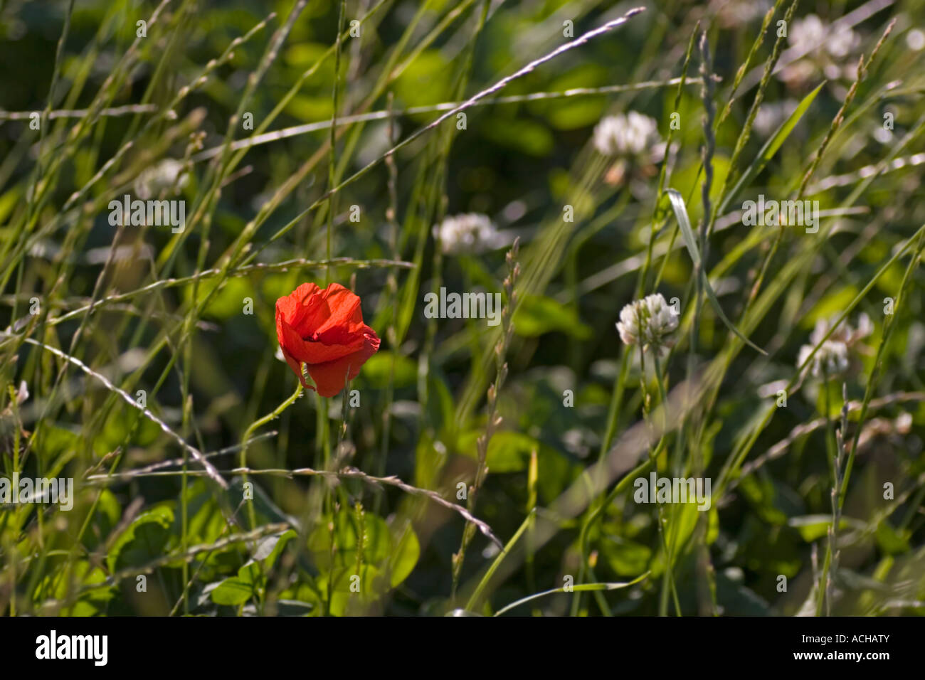 Wild Poppy Stock Photo - Alamy