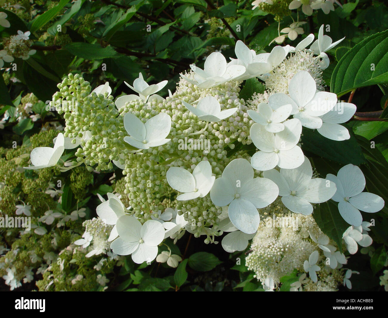 Hydrangea paniculata greenspire hi-res stock photography and images - Alamy
