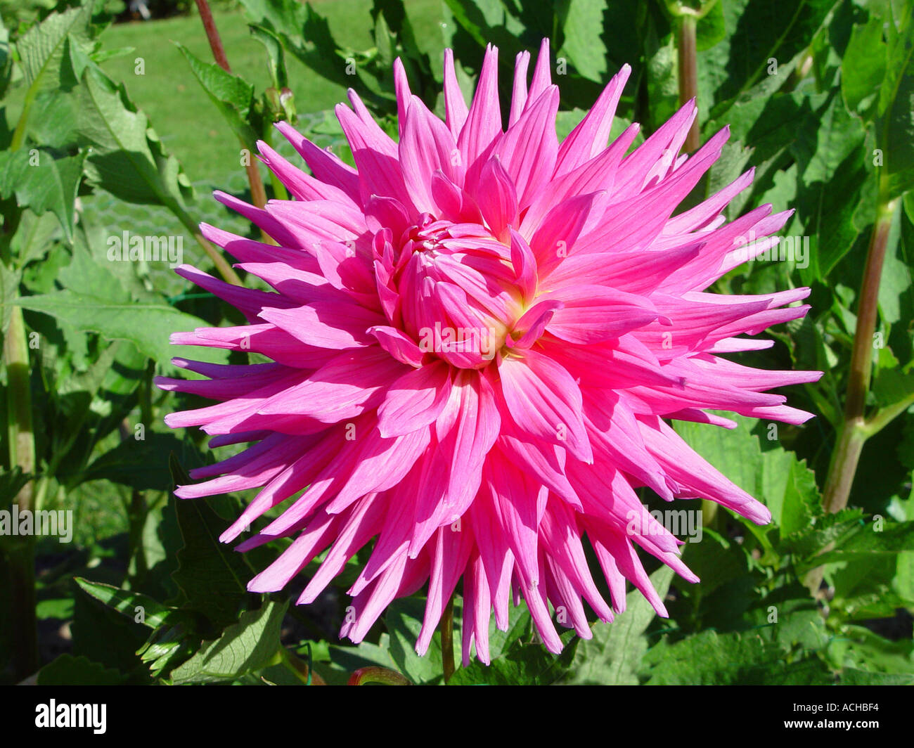 Condessa hi-res stock photography and images - Alamy