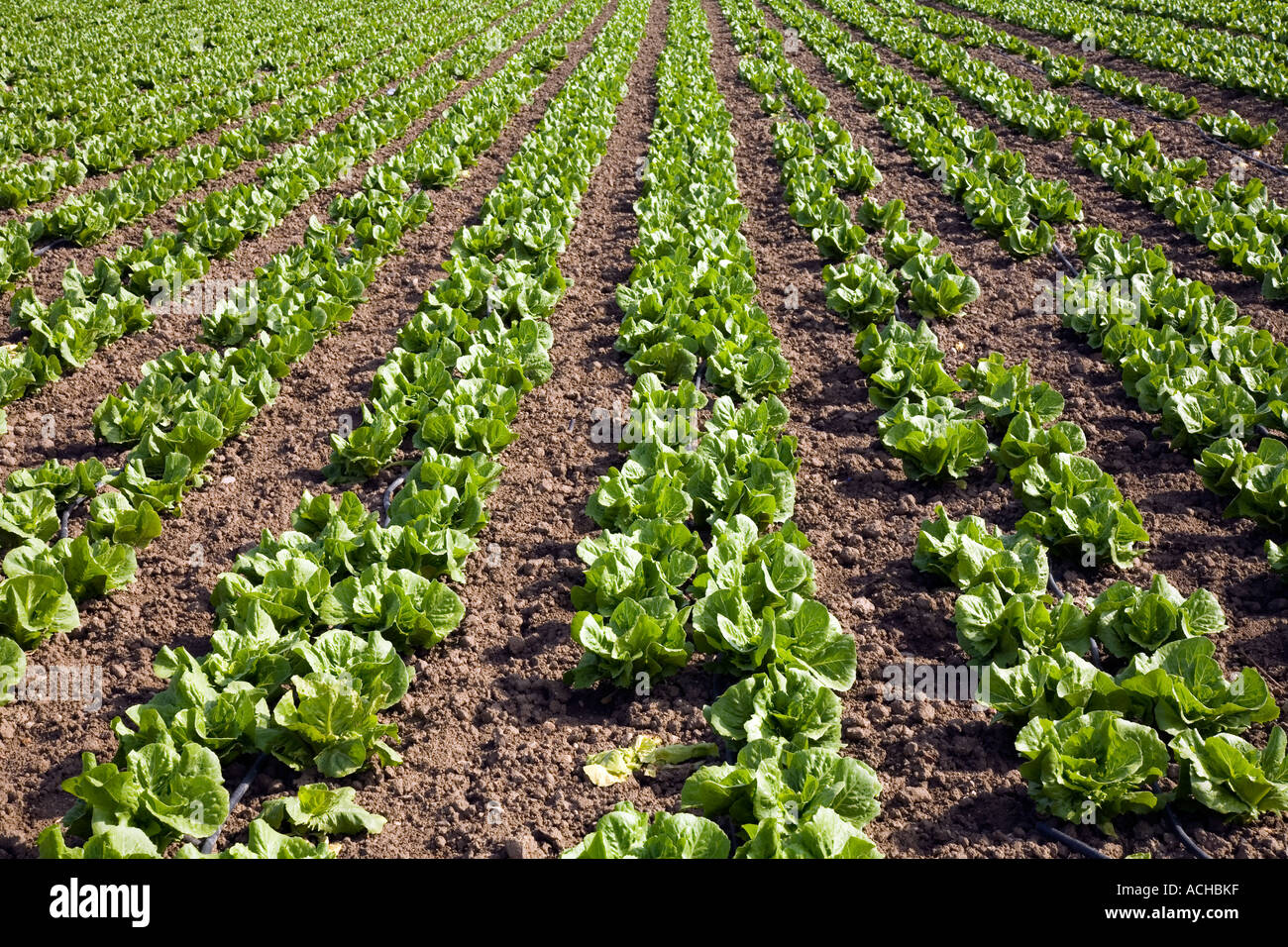 lines of Lettuce crop growing in Fields - Andalucia Spain Stock Photo ...