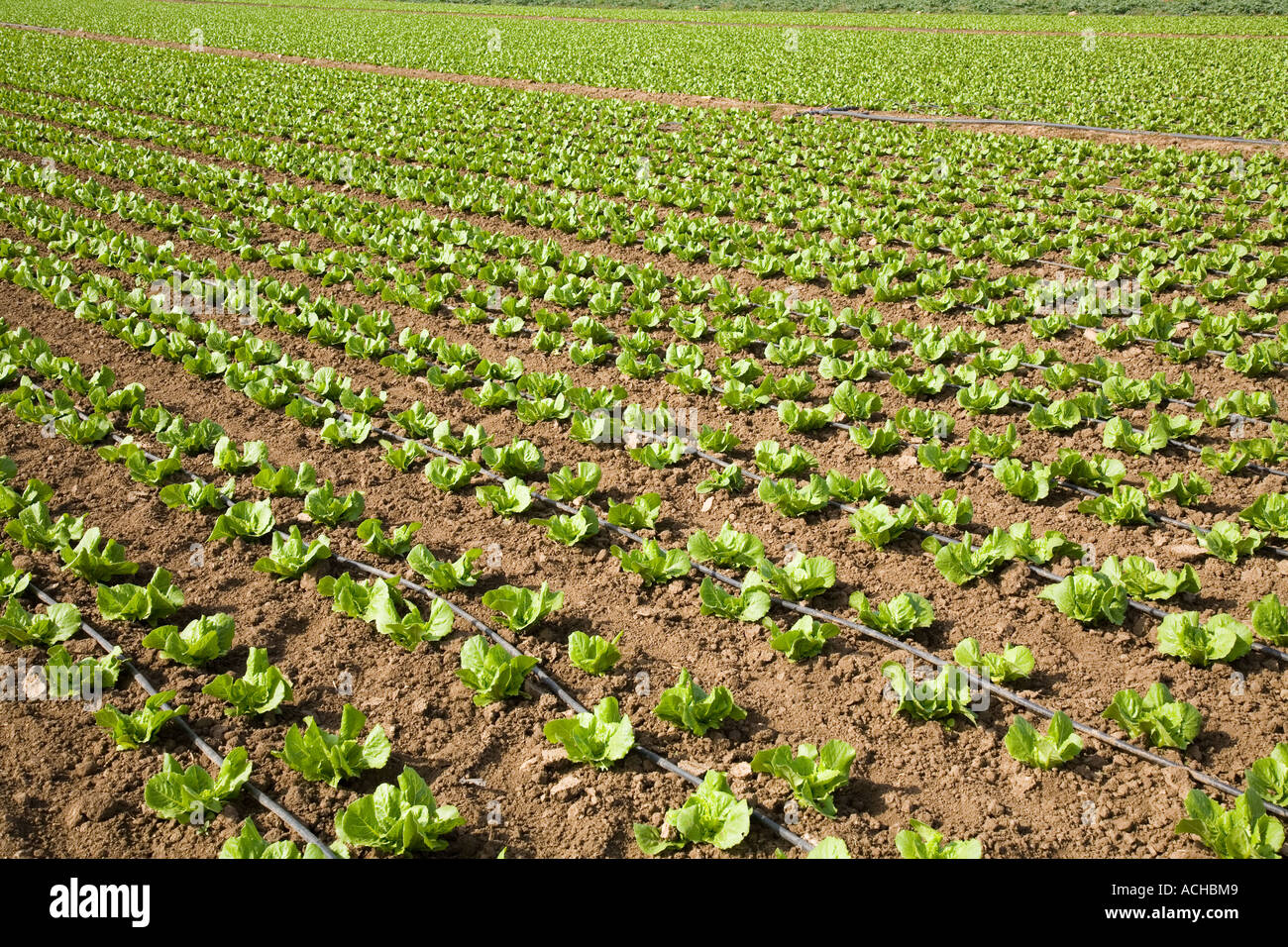 lines of Lettuce crop growing in Fields - Andalucia Spain Stock Photo ...