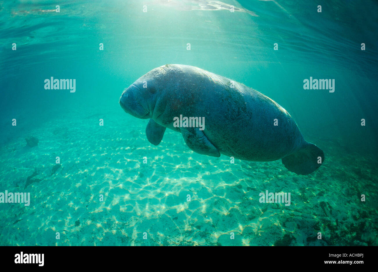 Manati river hi-res stock photography and images - Alamy