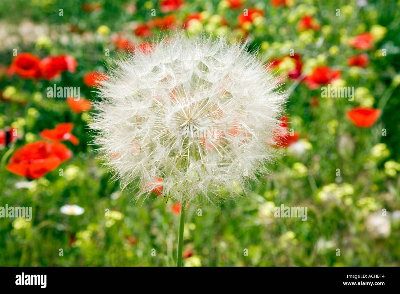 Poppy seed dispersal hi-res stock photography and images - Alamy