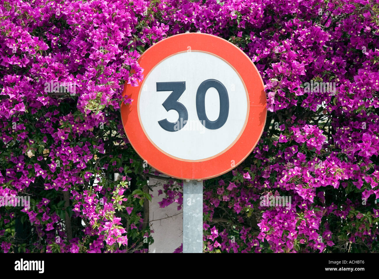 30 thirty speed limit restriction circular sign with purple flower in ...