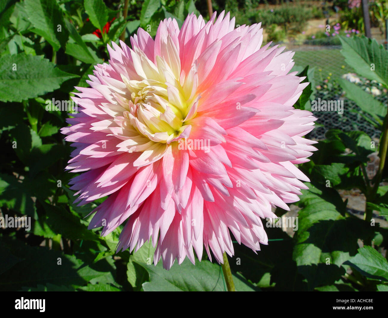 Dahlia Gay Princess Stock Photo - Alamy