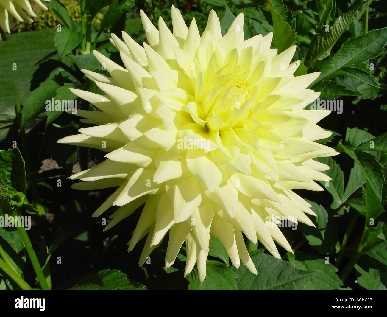 Dahlia Hamari Accord Stock Photo - Alamy