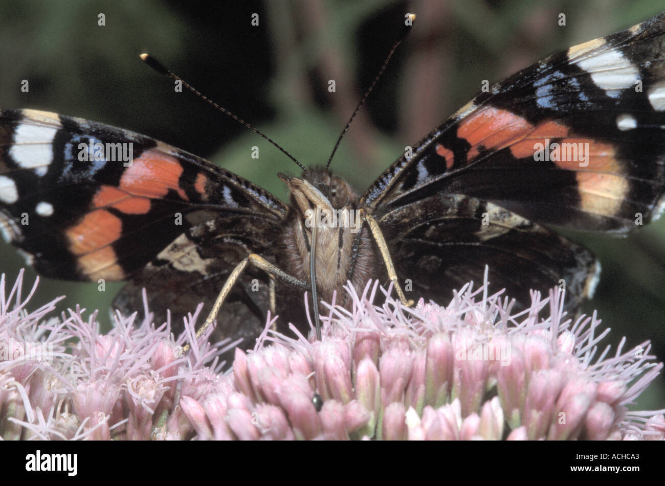 Red Admiral butterfly Stock Photo - Alamy