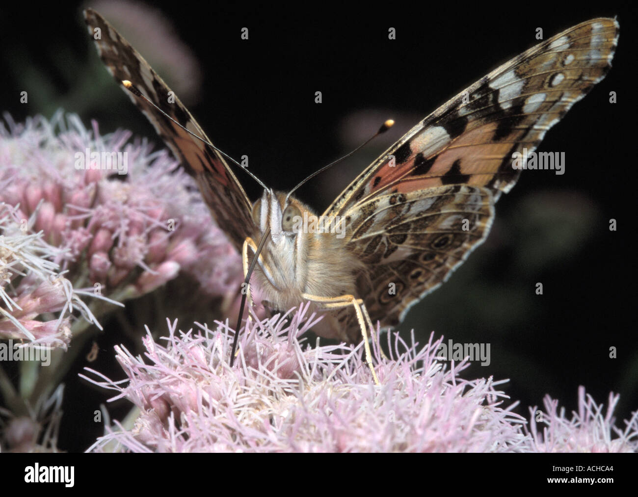Butterfly mouthparts hi-res stock photography and images - Alamy