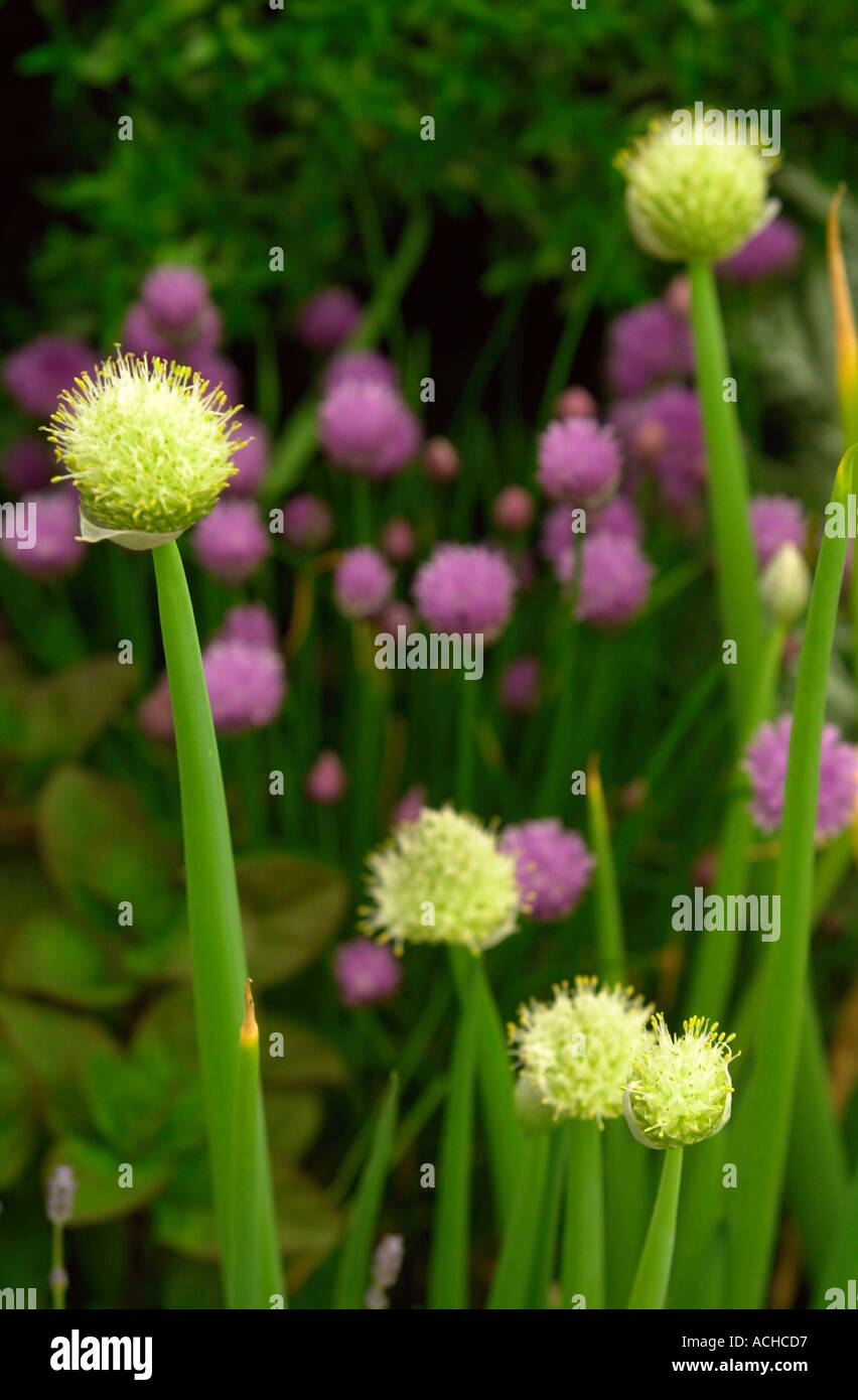 British organic chives hi-res stock photography and images - Alamy