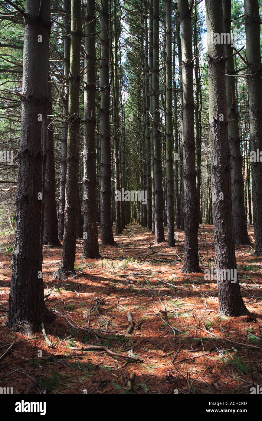 Form a pattern hi-res stock photography and images - Alamy