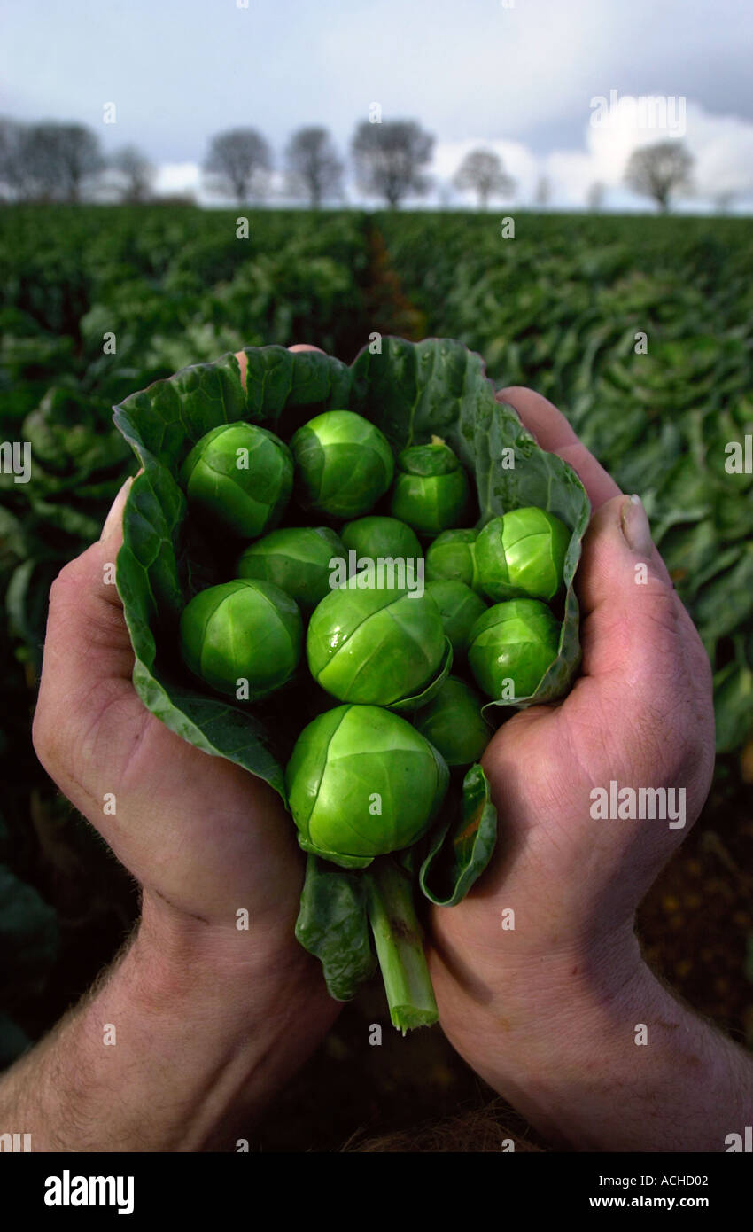RE BRITISH SPROUT WEEK SPROUT A FARMERS HANDS FROM CHIPPING CAMPDEN ...