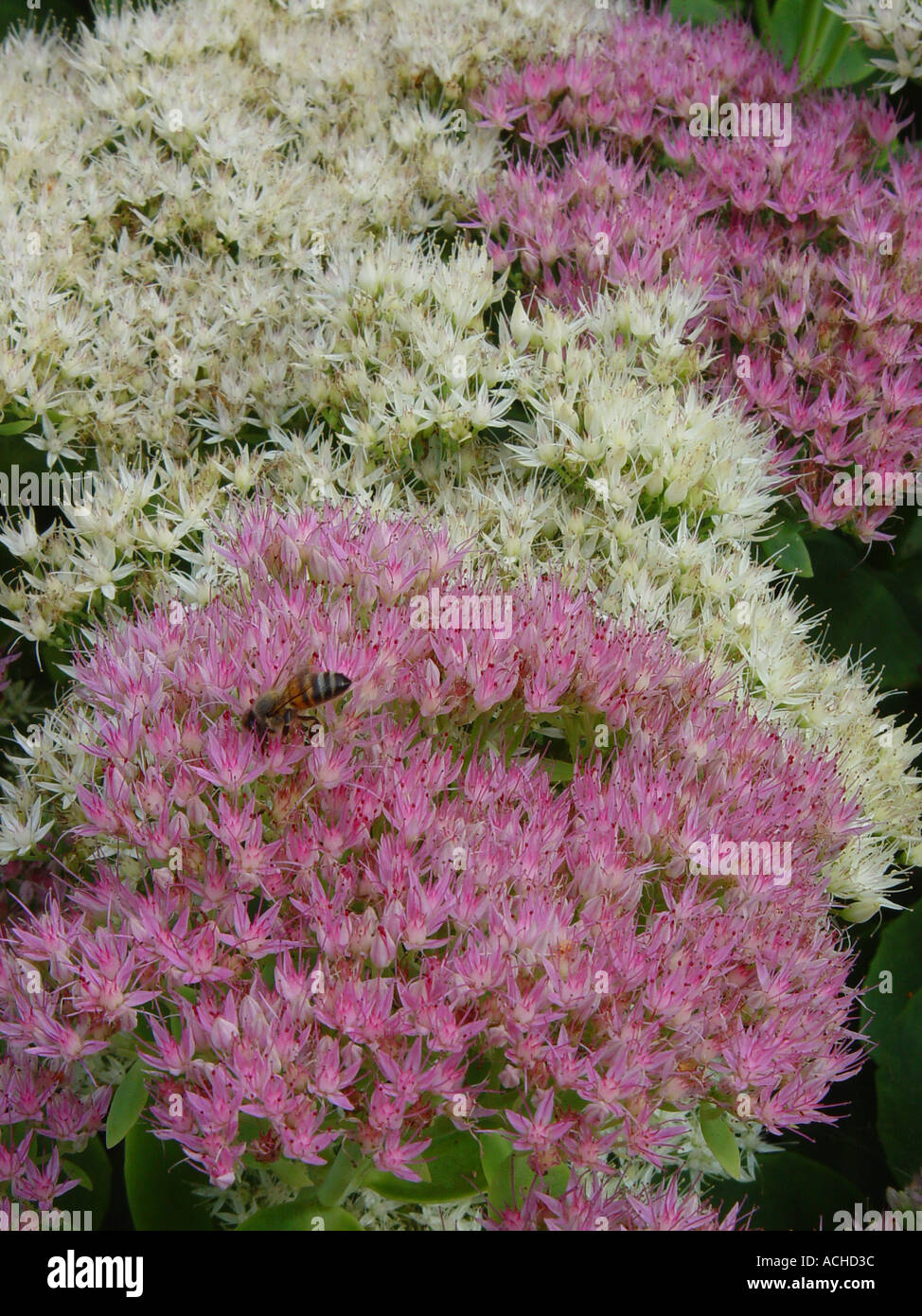Sedum spectabilis Stardust Ice plant Stock Photo - Alamy