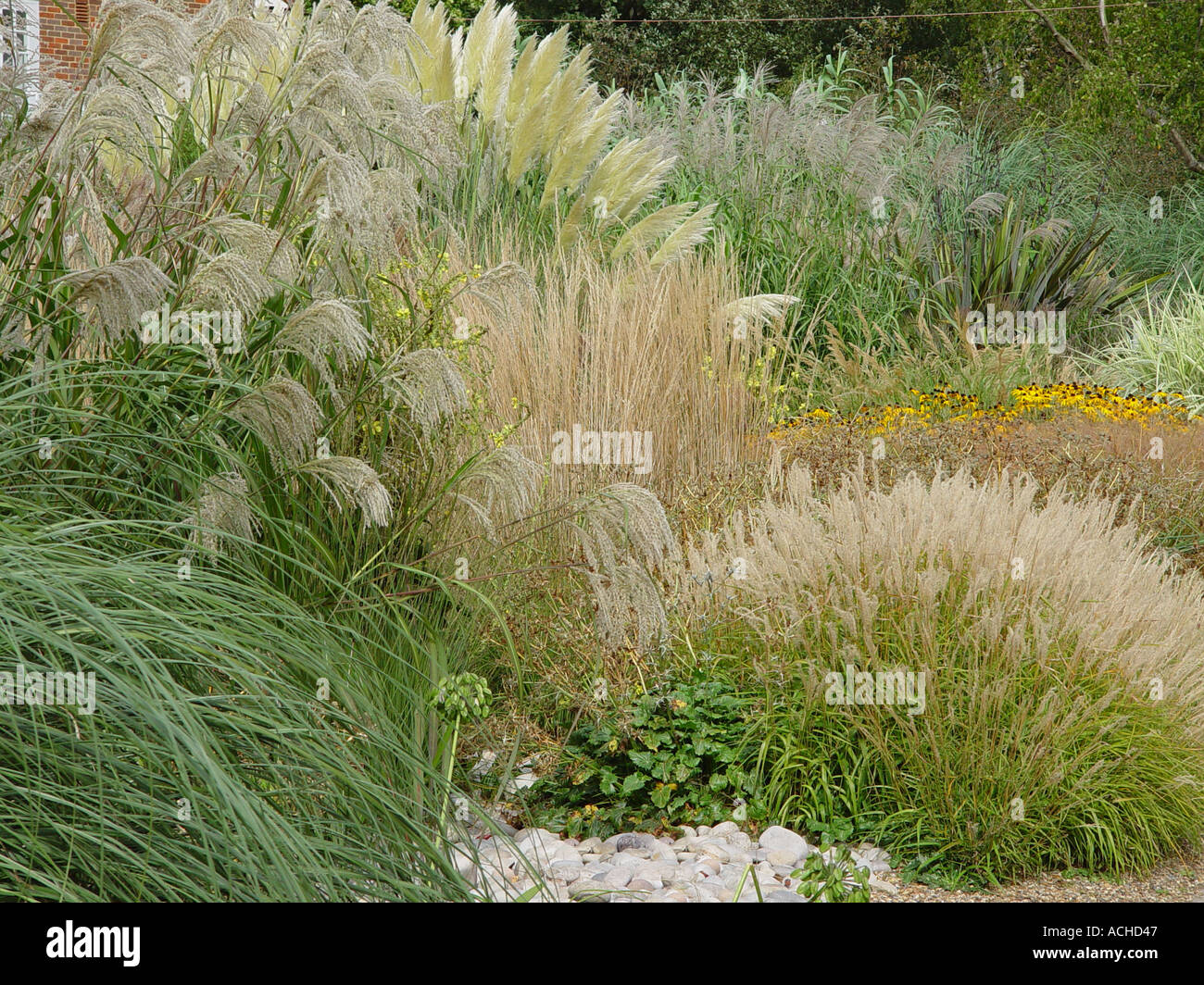 Assorted Grasses in dry bed border at Wisley RHS Stock Photo - Alamy