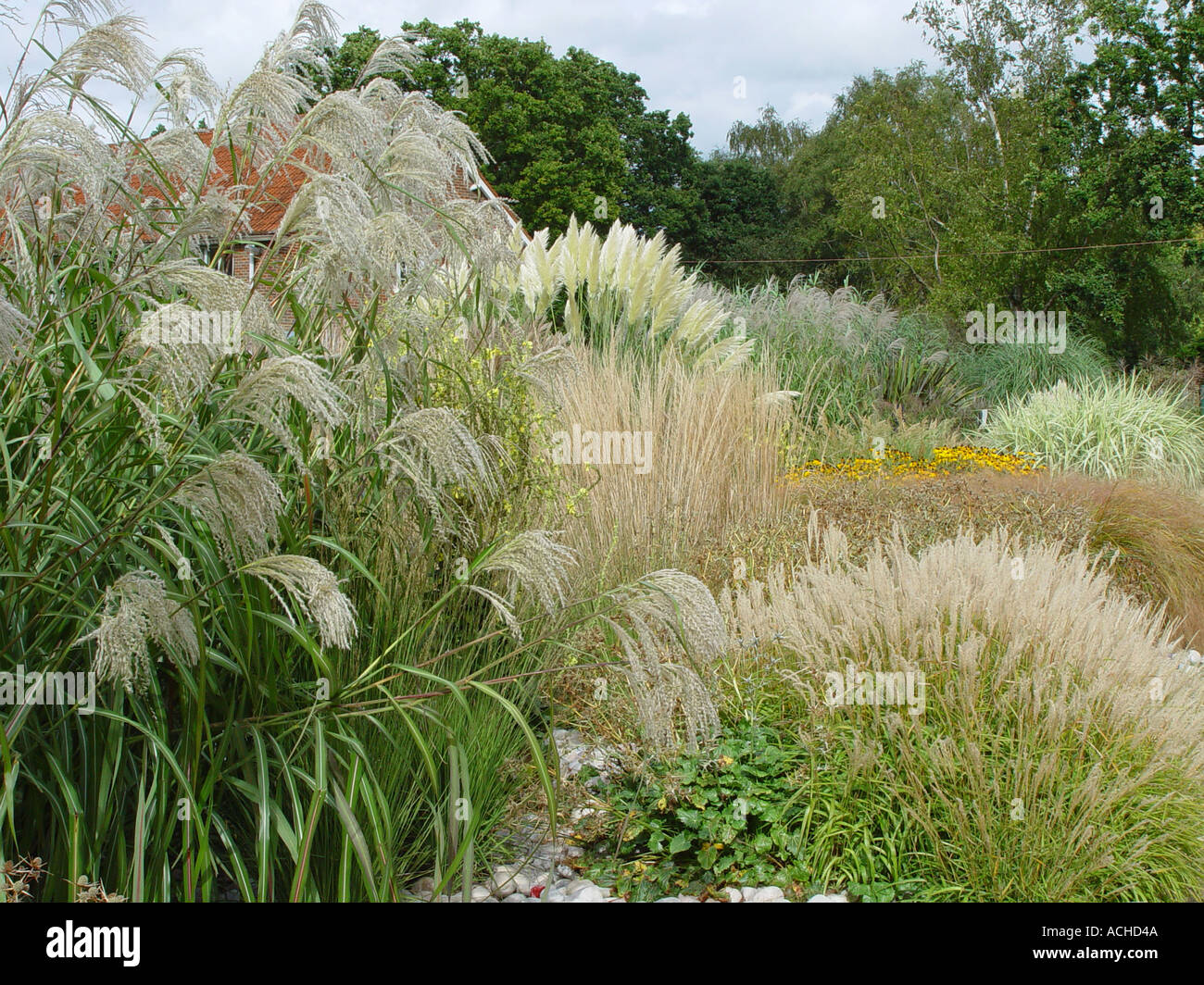 Assorted Grasses in dry bed border at Wisley RHS Stock Photo - Alamy