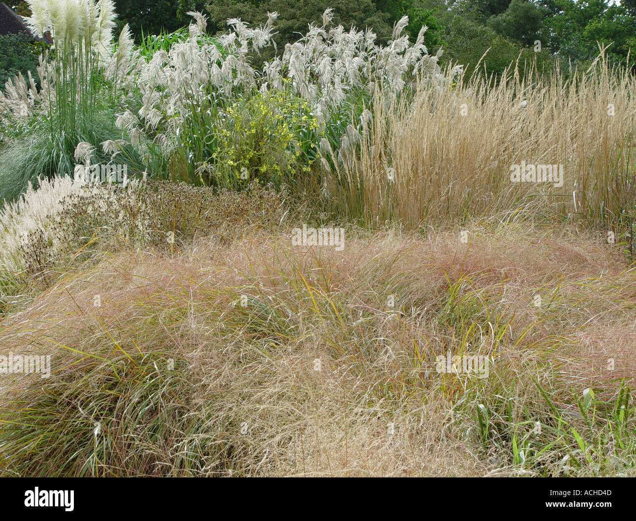 Assorted Grasses in dry bed border at Wisley RHS Stock Photo - Alamy